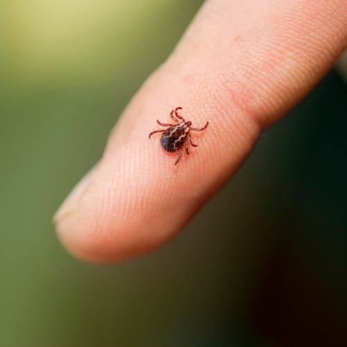 Centaura | Schutz vor Zecken und Insekten